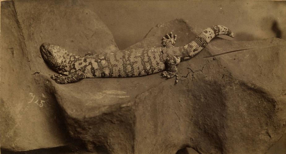 Days Past: The misadventures of Angie Mitchell | Features | dcourier.com