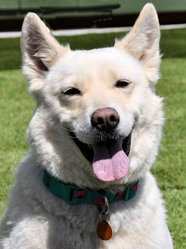 Pet of the Week: Muffy (United Animal Friends) | Features | dcourier.com