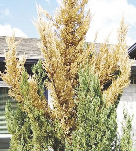 How to help healthy, sick, and dying trees | Features | dcourier.com