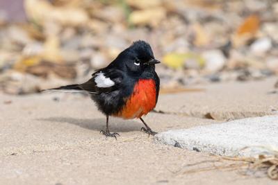 Mingus Mountain birding yields many colorful bird sightings | Features ...