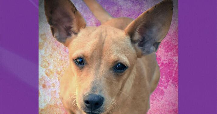 Pets in need: Riley-Roo | Features | dcourier.com