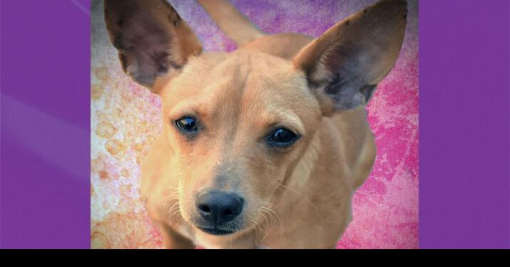 Pets in need: Riley-Roo | Features | dcourier.com