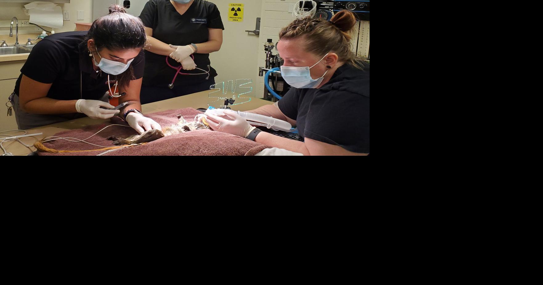 Report: US health institute probing Arizona primate center | News ...