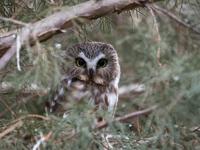 Birding: Finding one of my nemesis birds in southern Arizona | Features ...