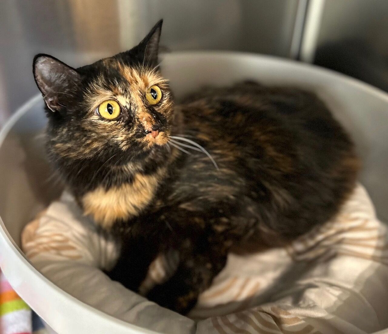 Pet of the Week: Smokie (Miss Kitty's Cat House) | Features | dcourier.com