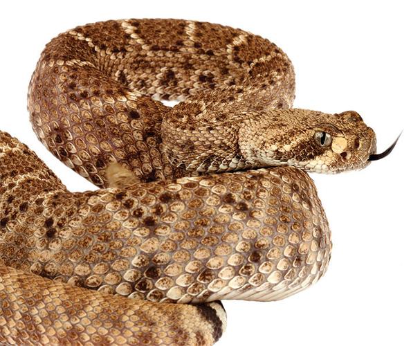 Shooting varmints in city may be legal | News | dcourier.com