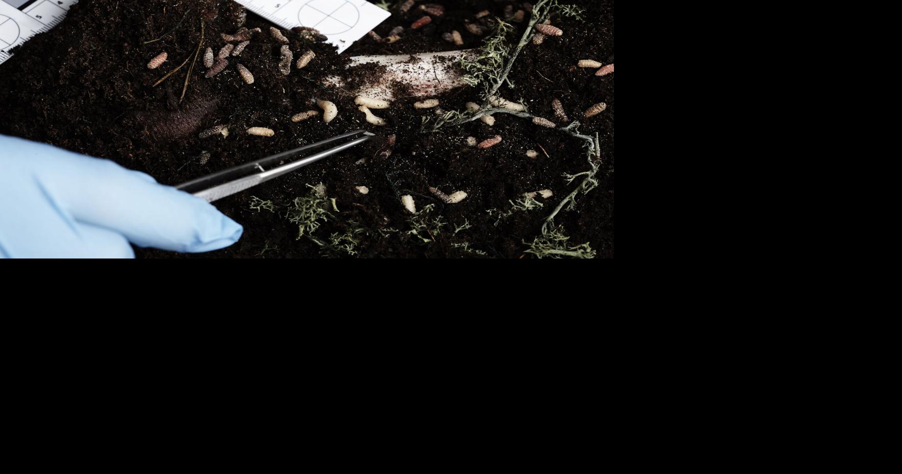 Insights to the Outdoors: Insects of Death, Aug. 20 | Archives ...