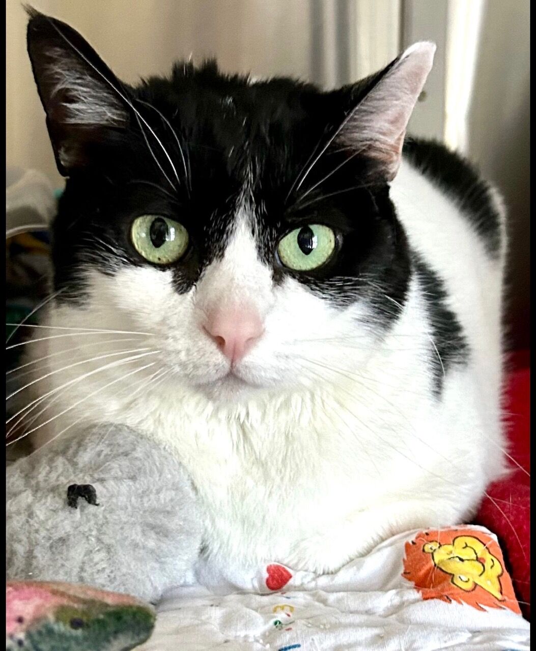 Pet of the Week: Dina and Rubble (Miss Kitty's Cat House) | Features ...