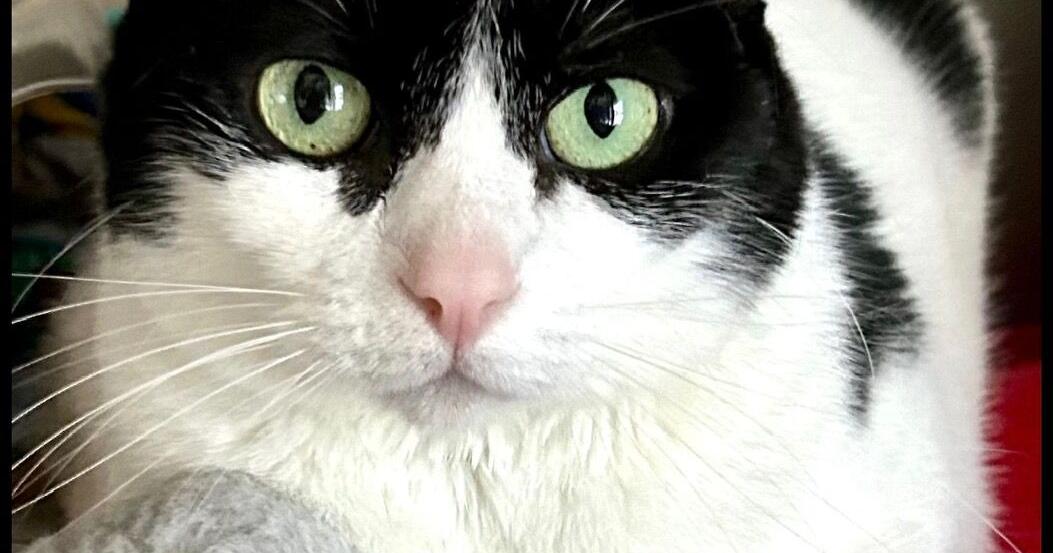 Pet of the Week: Dina and Rubble (Miss Kitty's Cat House) | Features ...