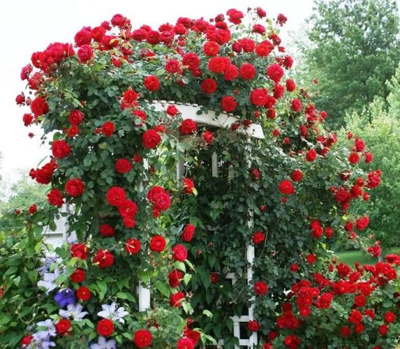 Watters-Lain: Roses best in show for 2021 | Features | dcourier.com