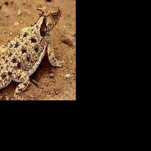 Column: Disappearing horny toad brings back memories | Features ...