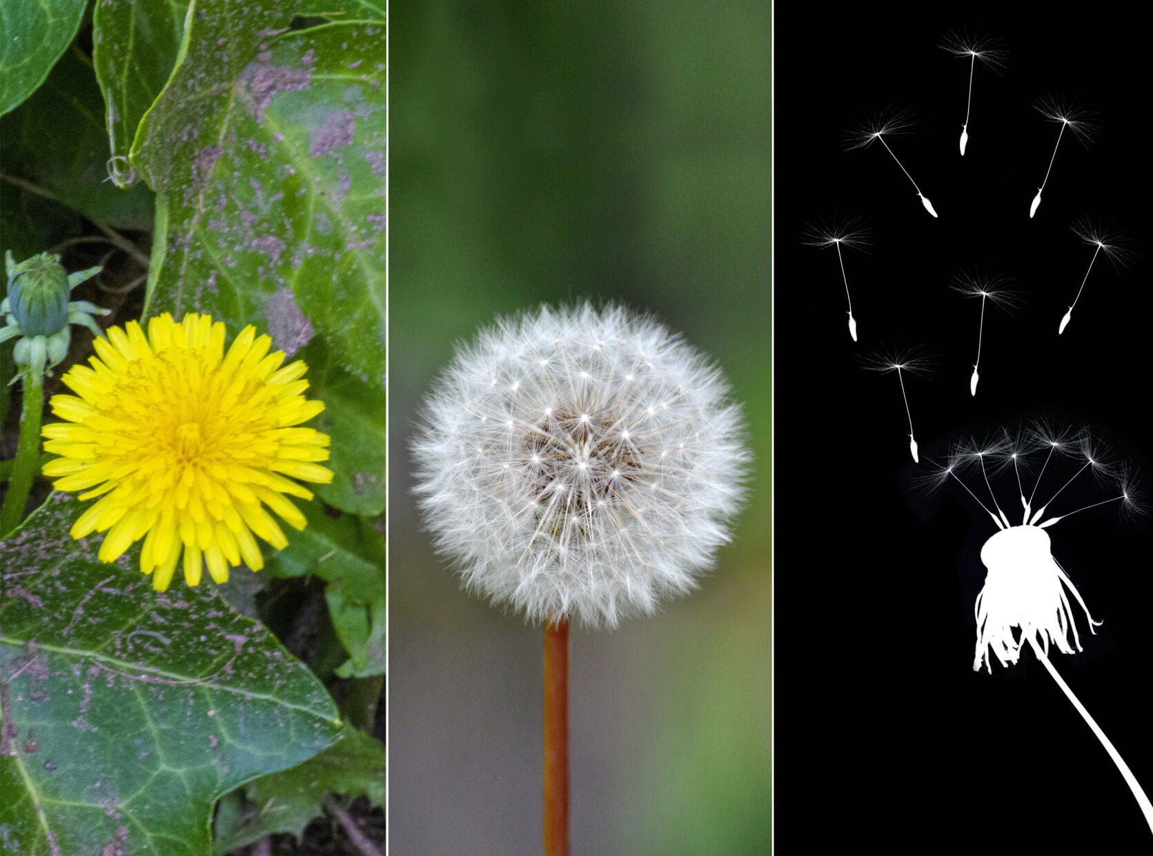 Around the Bluhmin' Town: Dandelions represent the sun, moon and stars ...