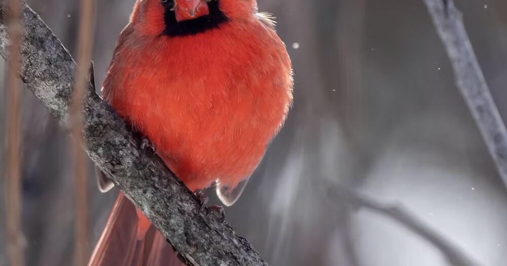Birding: February is National Bird-Feeding Month | Features | dcourier.com