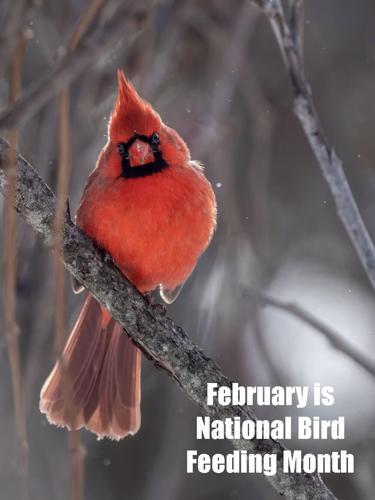 Birding: February is National Bird-Feeding Month | Features | dcourier.com