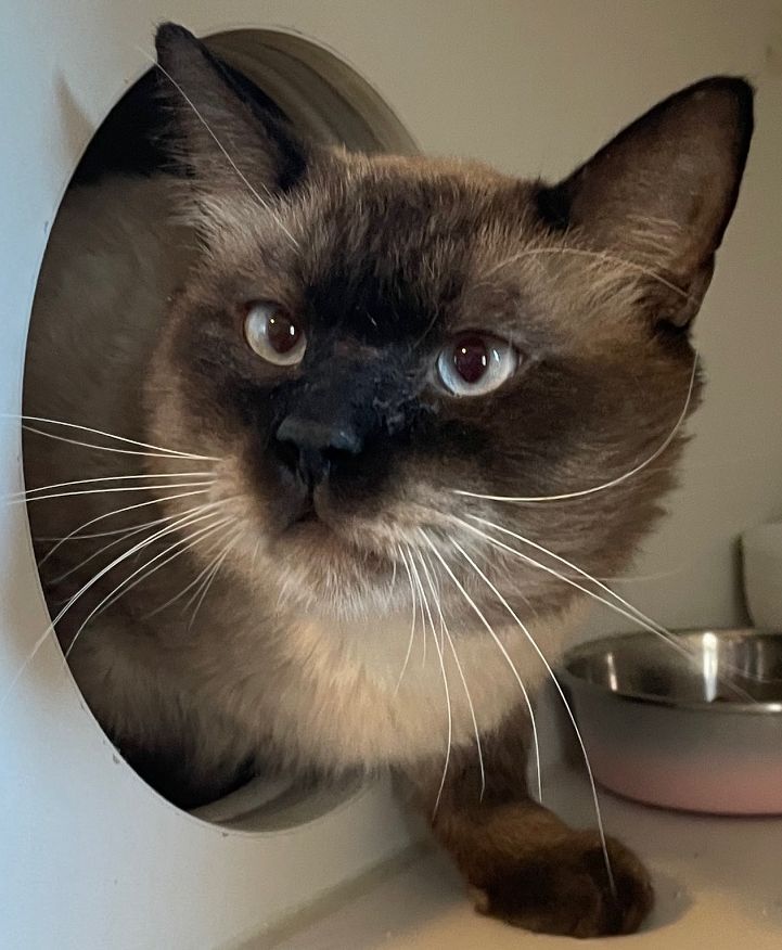 Pet of the Week: Mr. Chow Meow, (United Animal Friends) | Features ...