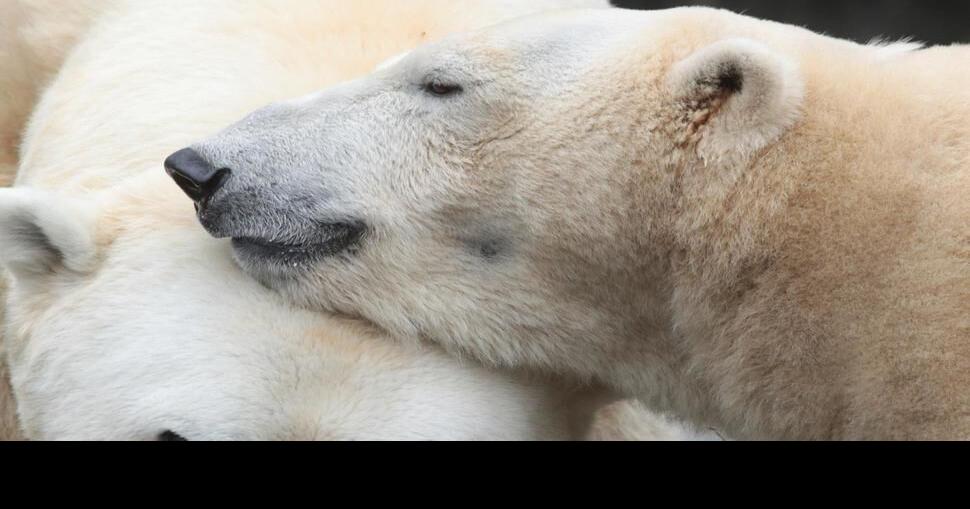 Ohio zoo collects polar bear poop to aid species’ survival | Odd & Interesting | dcourier.com