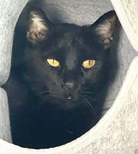 Pet of the Week: Blackie (United Animal Friends) | Features | dcourier.com