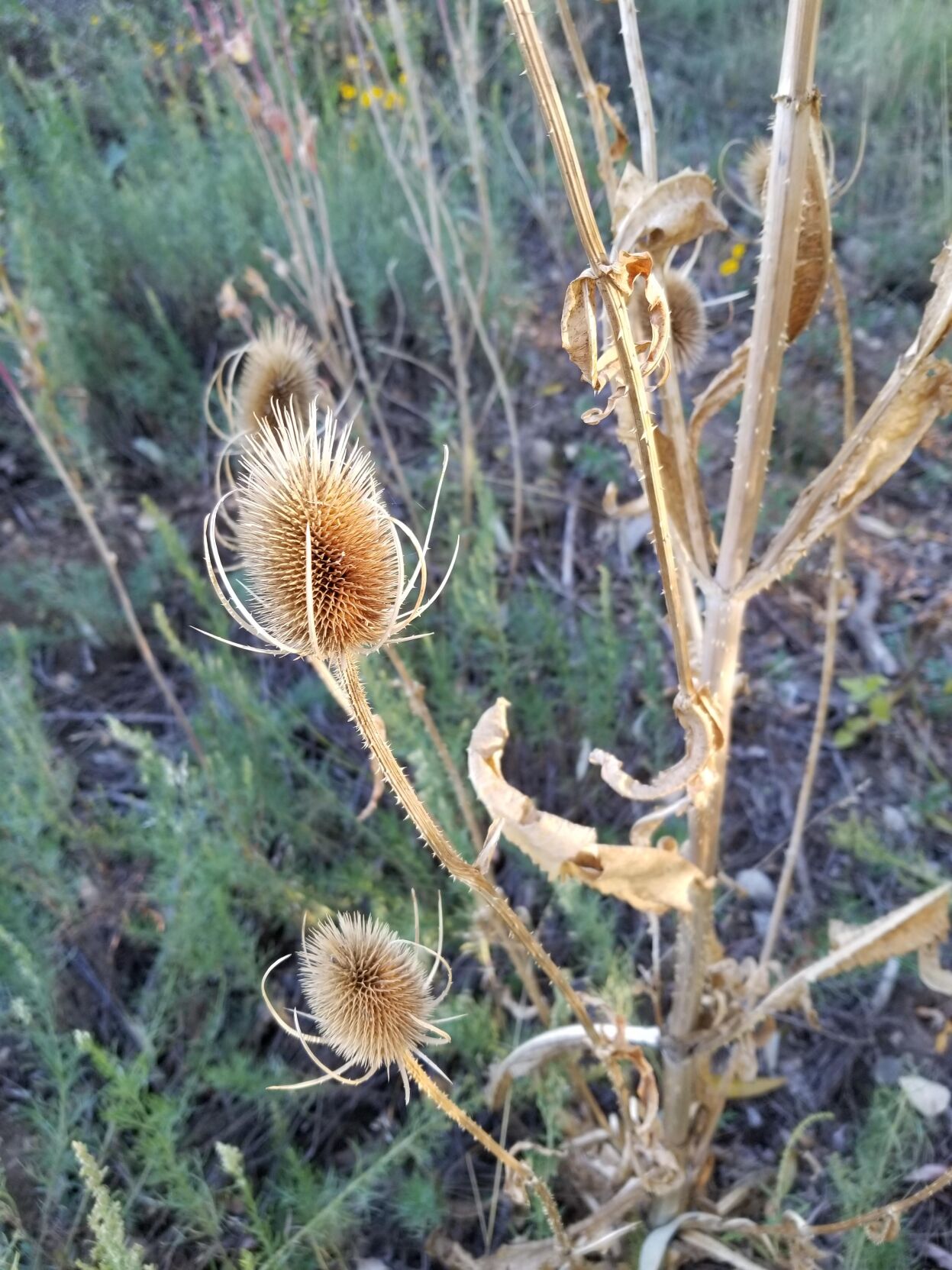 Invasion: Protectors of Prescott's watersheds wary of non-native plants ...