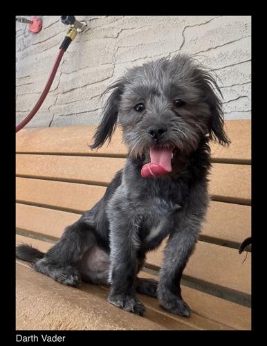 Pet of the Week: Darth Vader (Chino Valley Animal Shelter) | Features ...