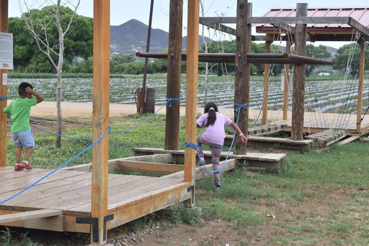 Mortimer Farms: cultivating a community, one harvest at a time | News ...