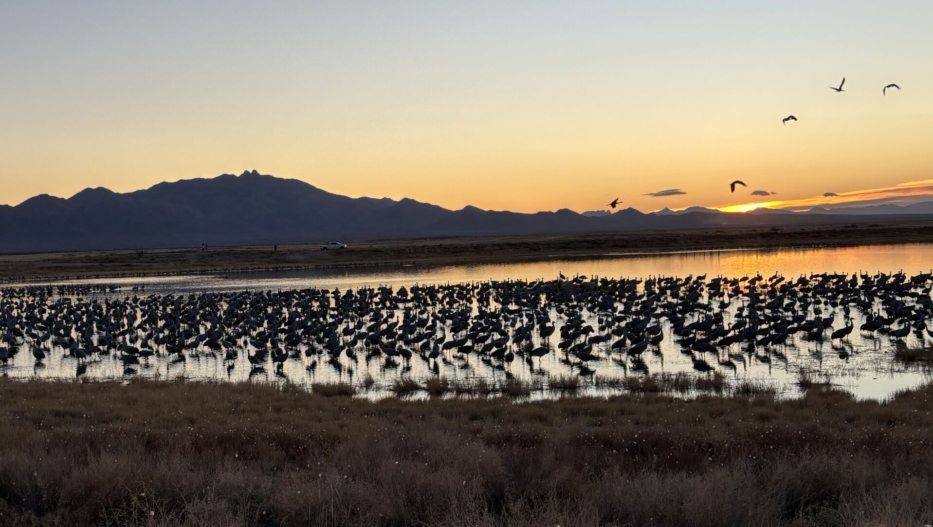Birding: Sandhill Cranes at Wings Over Willcox | Features | dcourier.com