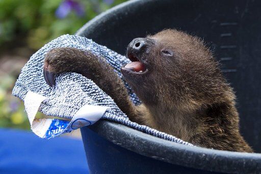 Baby sloth born at German zoo | Photo Galleries | dcourier.com