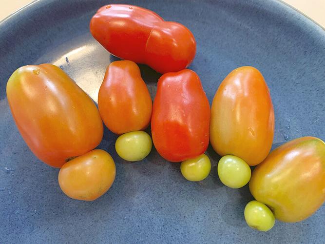 The mutant tomatoes are here, and they come in peace | Features ...