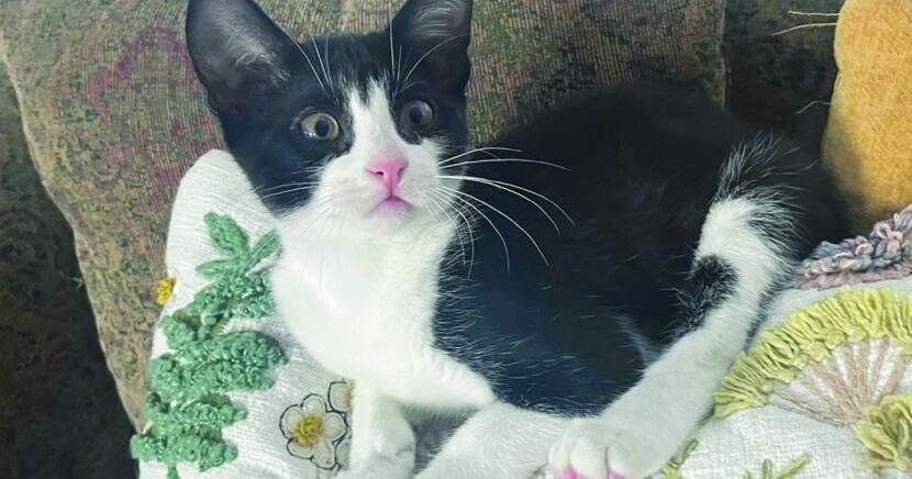 Pets of the Week: Harvey (Catty Shack) | Features | dcourier.com
