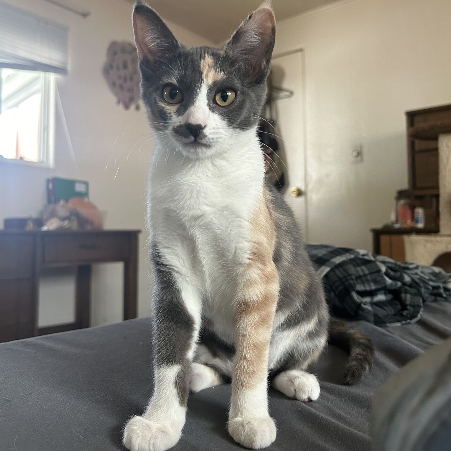 Pet of the Week: Isabella (Catty Shack) | Features | dcourier.com