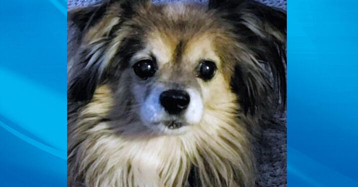 Pet of the Week: Finnegan (United Animal Friends) | Chino Valley Review ...