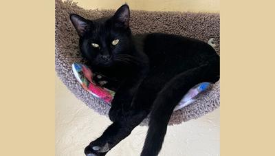 Pet of the Week: Stormy (Miss Kitty's Cat House) | Chino Valley Review ...
