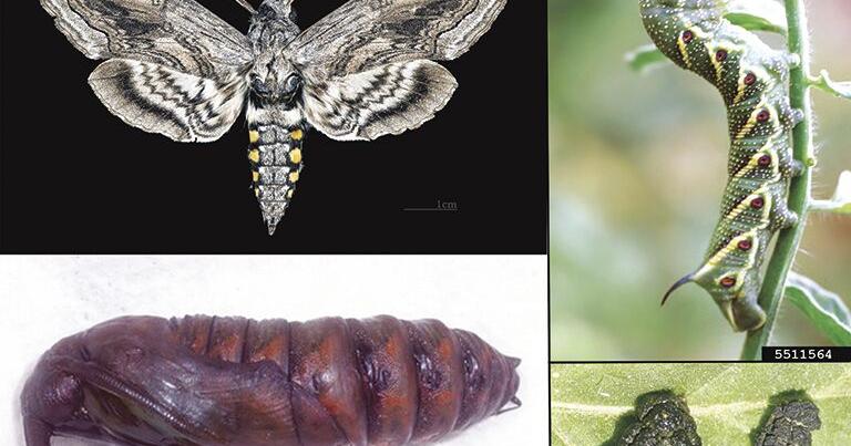 sphinx moth cocoon identification