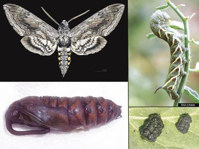 sphinx moth pupa type