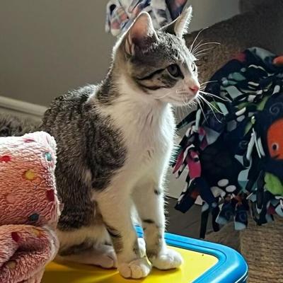 Pet of the Week: Jersey (Catty Shack) | Features | dcourier.com