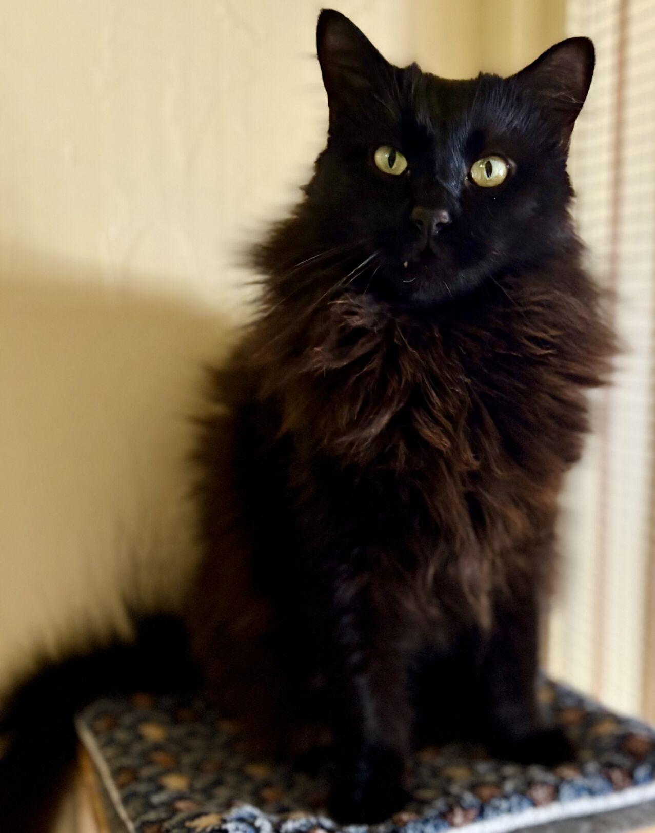 Pet of the Week: Muji (Miss Kitty’s Cat House) | Features | dcourier.com