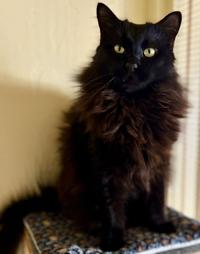 Pet of the Week: Muji (Miss Kitty’s Cat House) | Features | dcourier.com