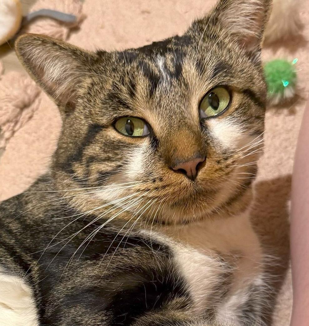 pet-of-the-week-gus-united-animal-friends-features-dcourier