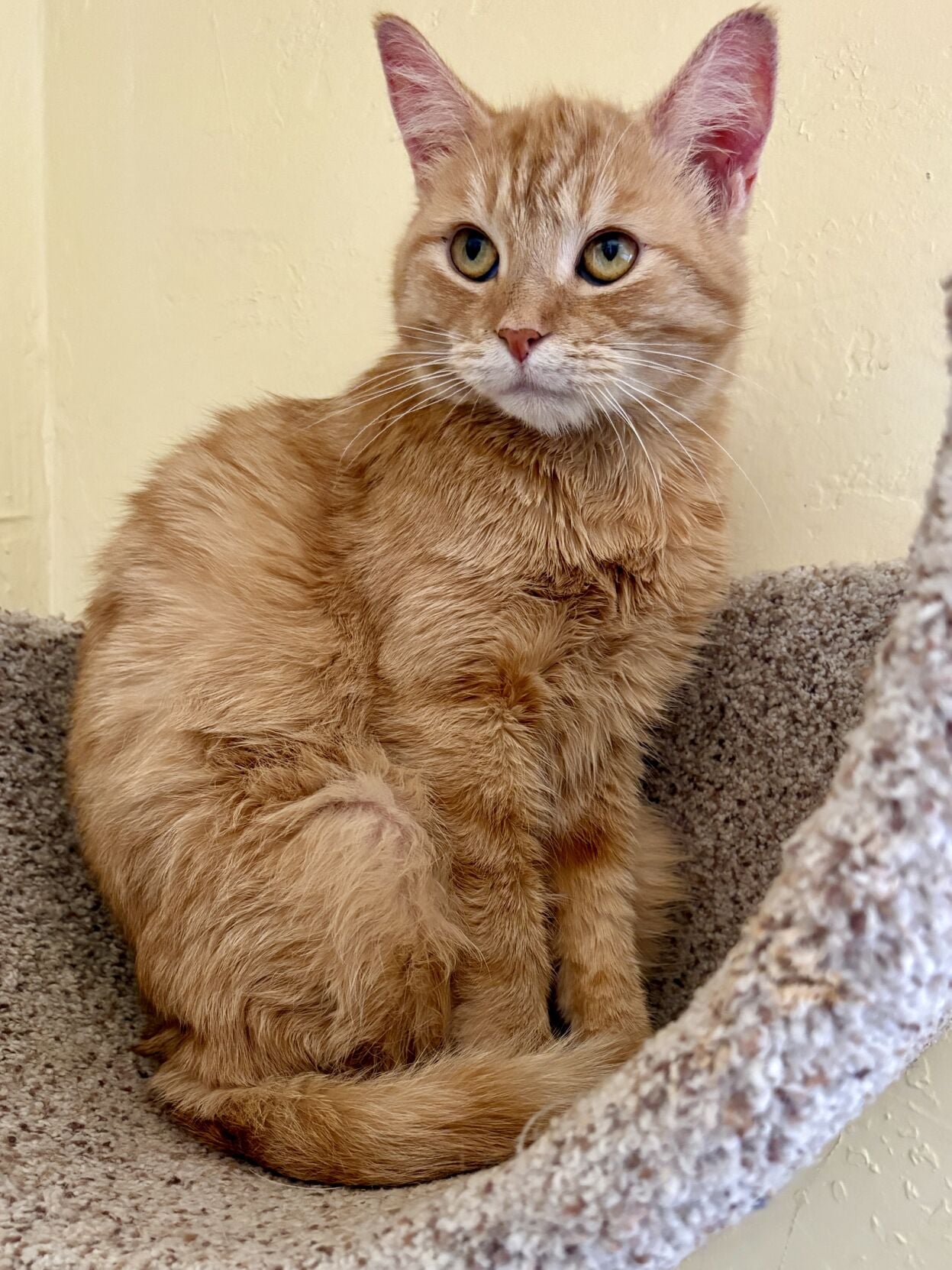 Pet of the Week: Cher (Miss Kitty’s Cat House) | Features | dcourier.com