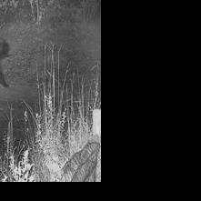 Ponderosa Park resident captures photo of bear on security camera ...