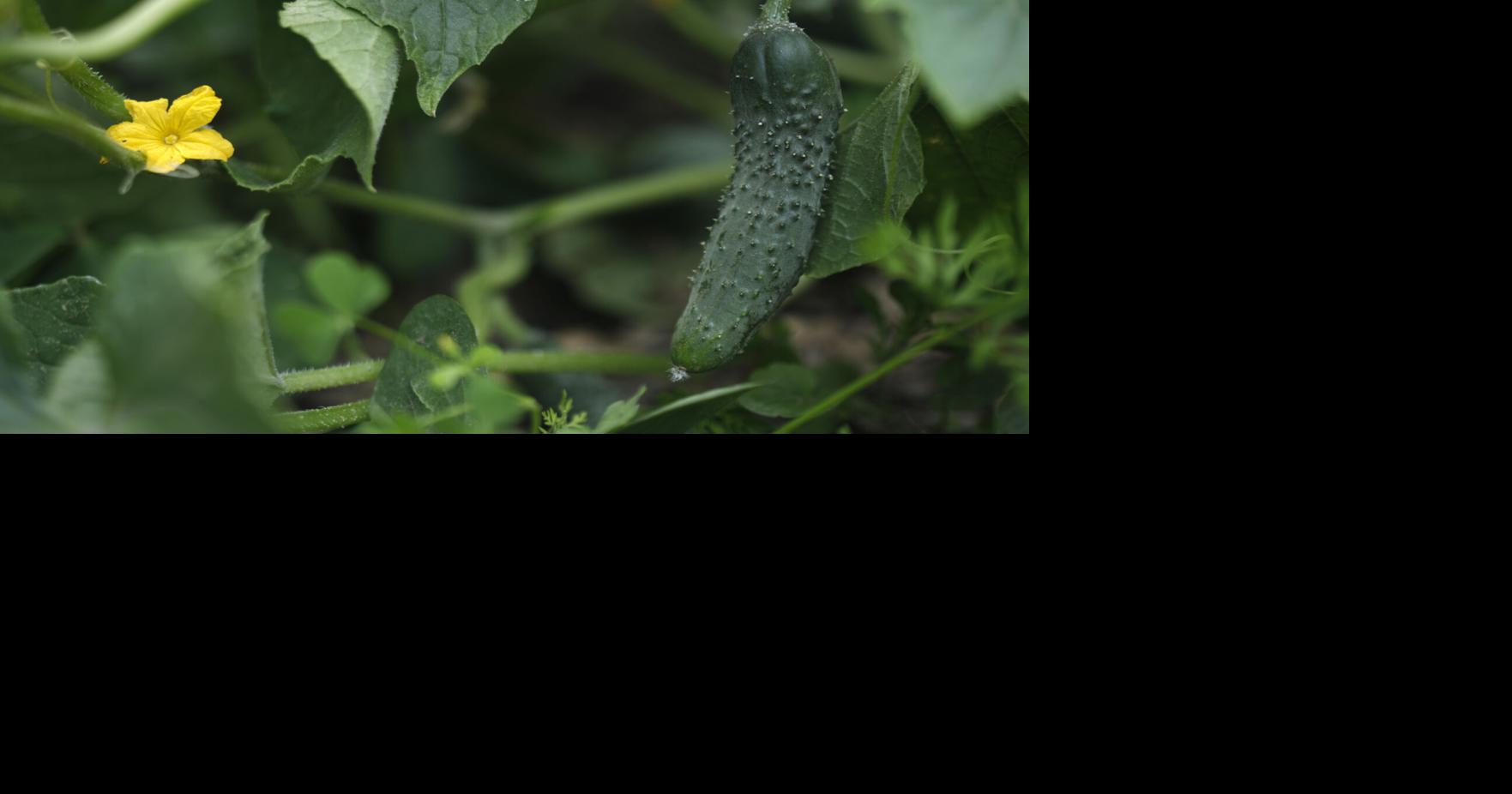 To grow delicious cucumbers, learn how they reproduce | Features ...