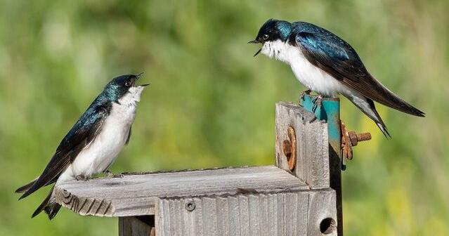 Three DeKalb libraries awarded grants for bird education | DeKalb ...