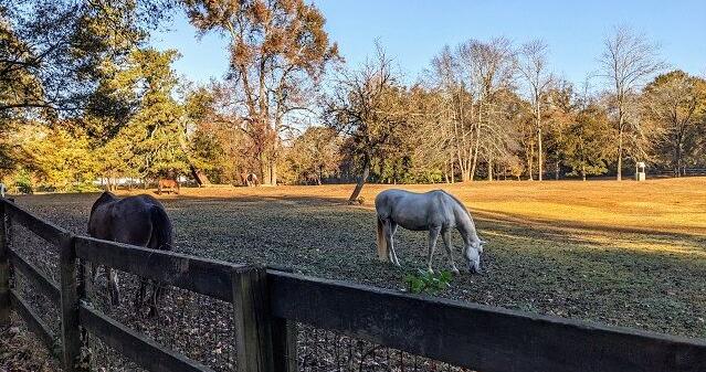Leaders of DeKalb horse park board are bolting, asking public to take ...