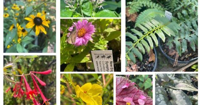 Woodlands Garden holding Fall plant sale in September | Decatur ...