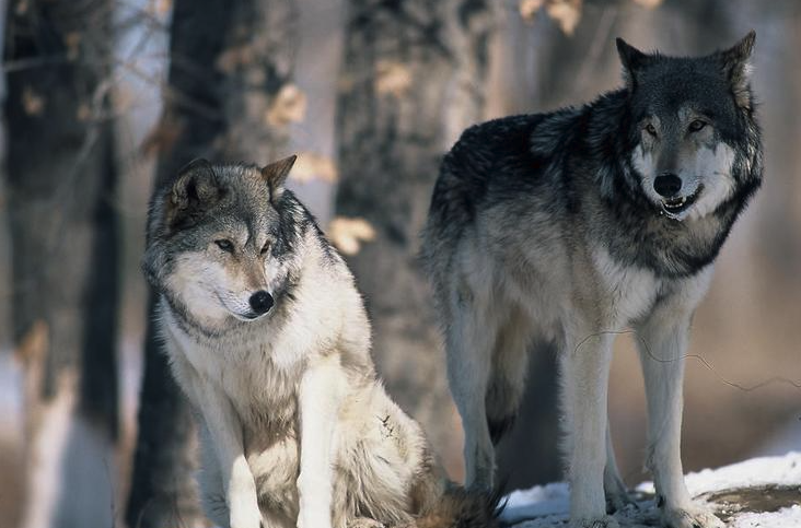 Debate rages over size of Colorado's new wolves | State ...