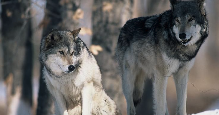Debate rages over size of Colorado's new wolves | State | deltacountyindependent.com