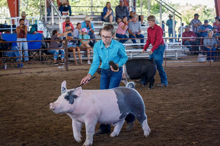 Swine show names Kiera Stroh, Macy Mitchell champions | News ...