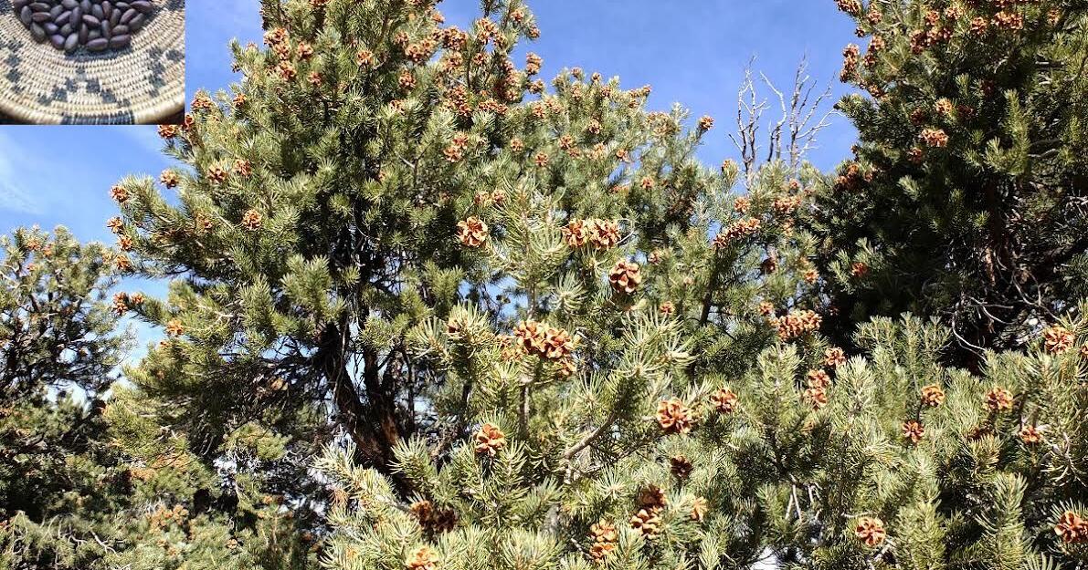 WHAT'S BUGGING YOU?: Pinyons: The Tree Of Life | Outdoors ...