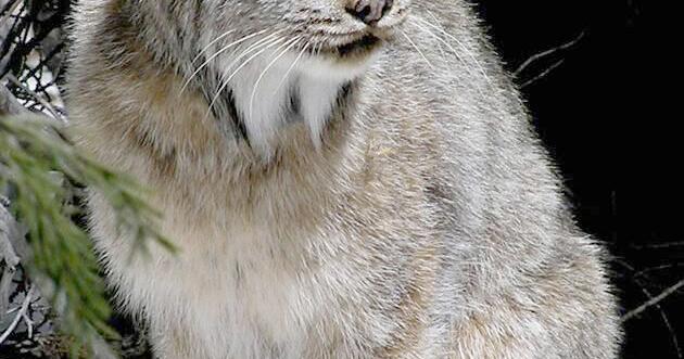 The Canadian lynx in Colorado | Outdoors | deltacountyindependent.com