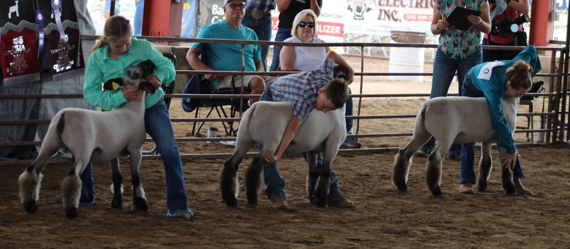 Market sheep showmanship winner is Landon Spaedt, bred n fed goes to ...