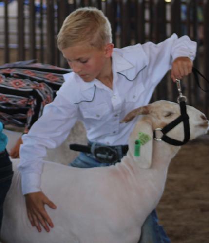 Landon Spaedt receives first and second place overall in market goat ...